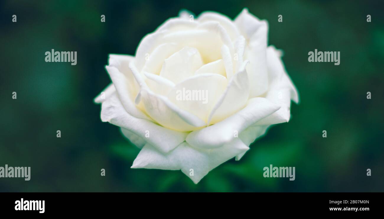 Beautiful big white rose growing in the garden. One opened flower head ...
