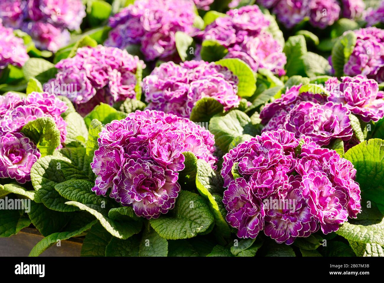 Primula Belarina, Lively Lilac Stock Photo - Alamy
