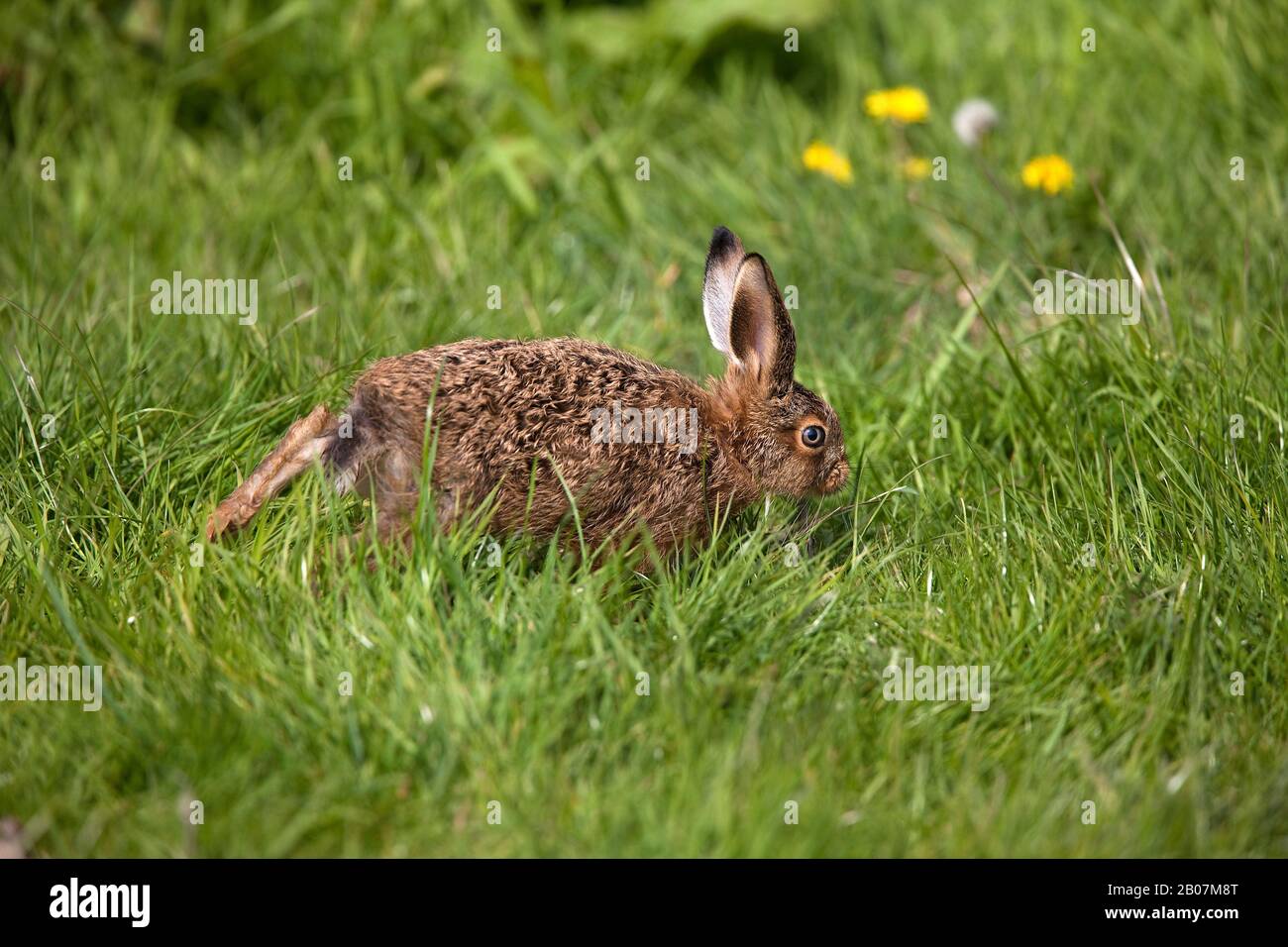 European Brown Hare, lepus europaeus, Leveret standing on Grass ...