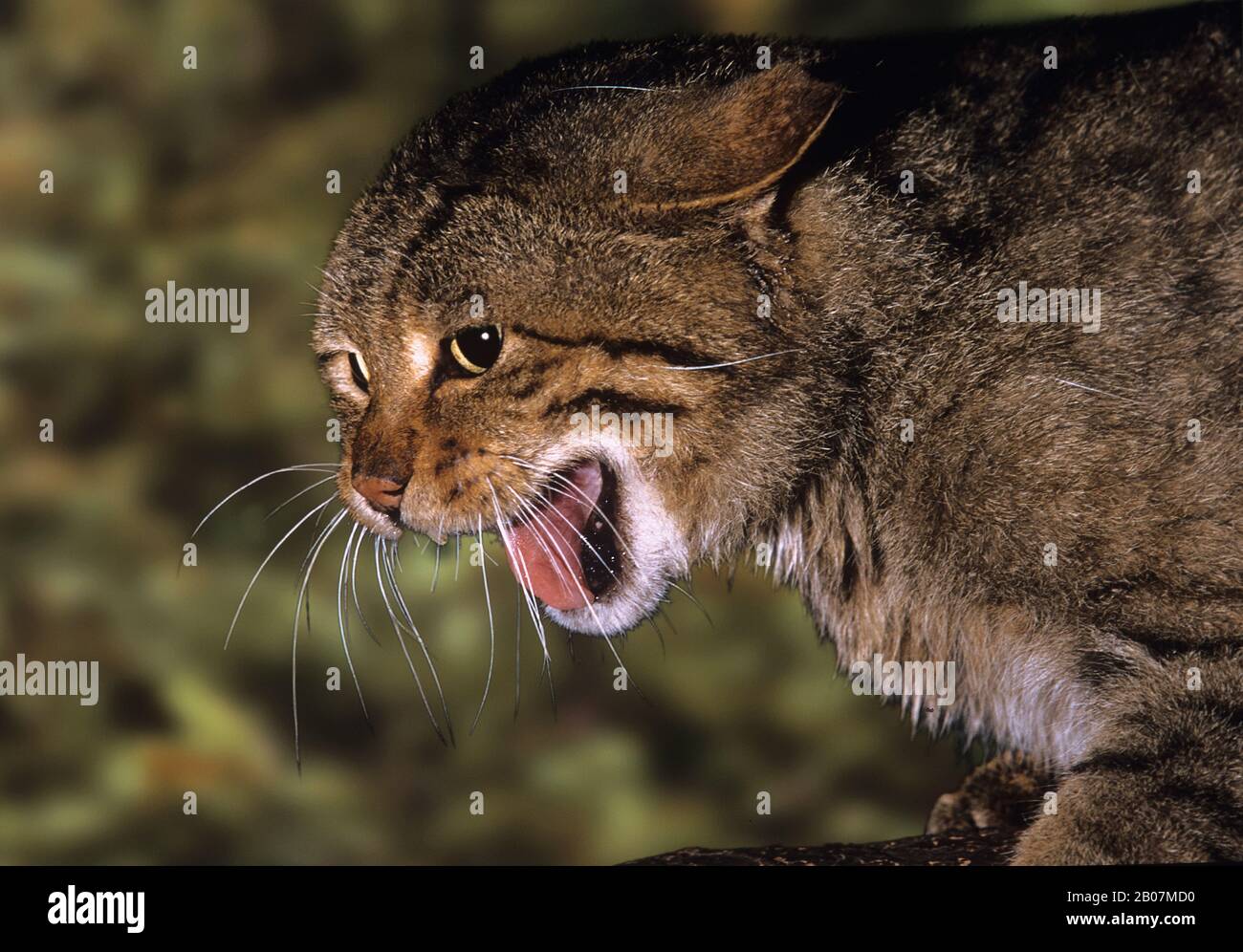 European Wildcat, felis silvestris, Adult Snarling in Defensive Posture ...