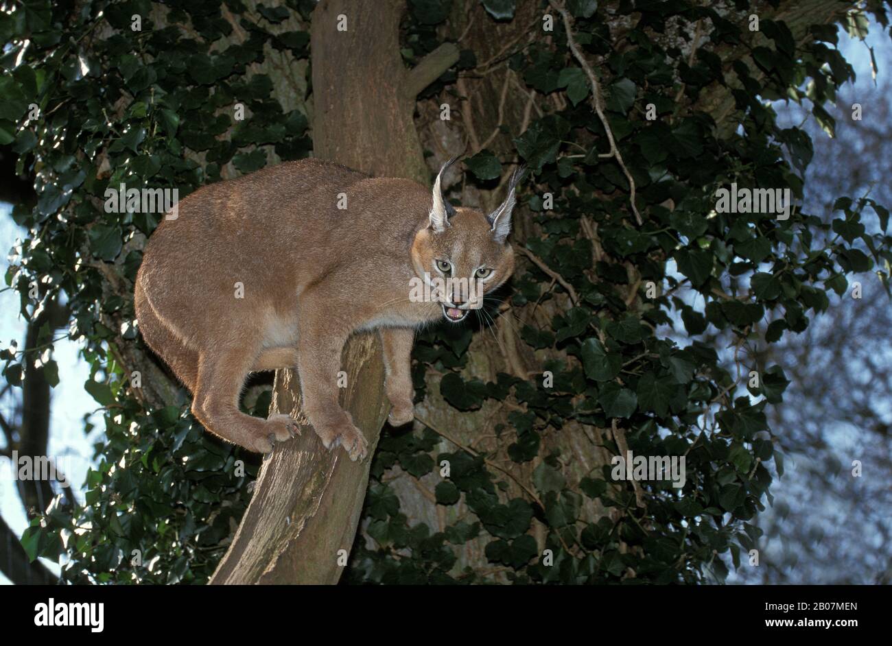 Caracal, caracal caracal, Adult standing in Tree Stock Photo - Alamy