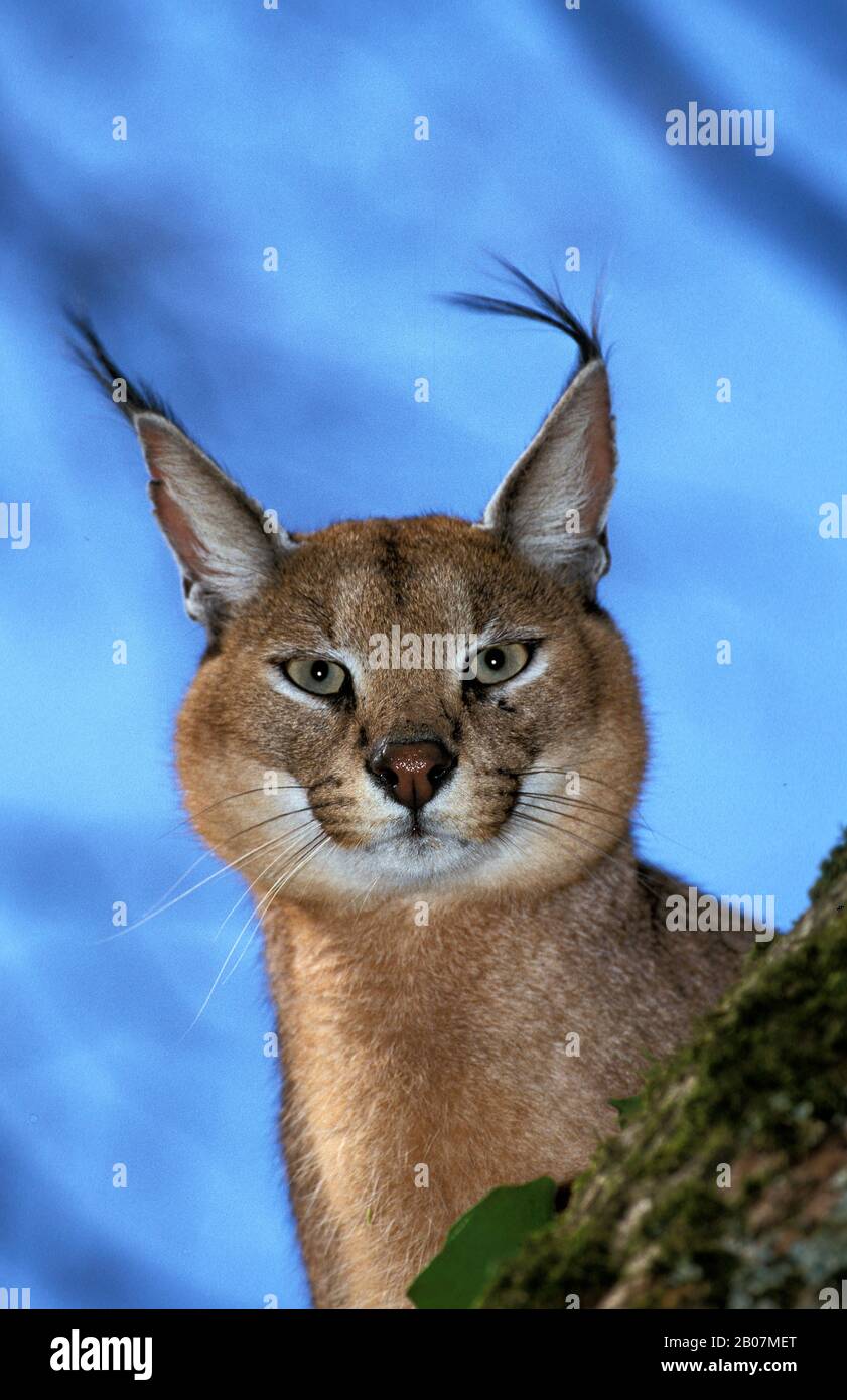 Caracal, caracal caracal, Portrait of Adult Stock Photo - Alamy