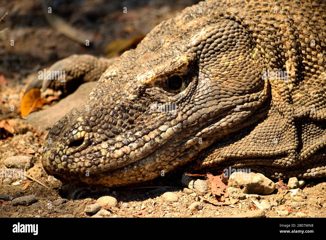 Closeup of a komodo dragon in Komodo National Park Stock Photo - Alamy