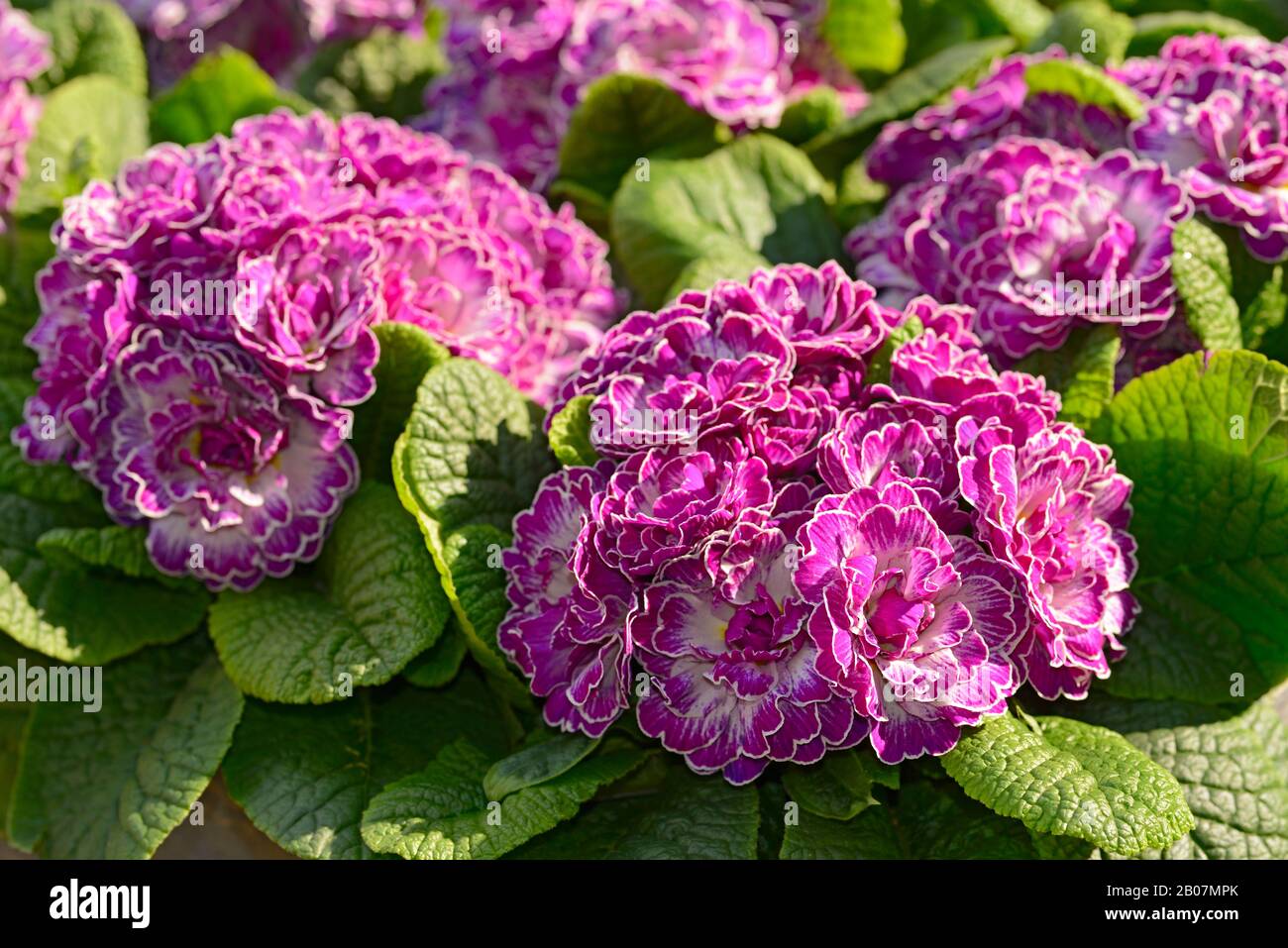 Primula Belarina, Lively Lilac Stock Photo - Alamy