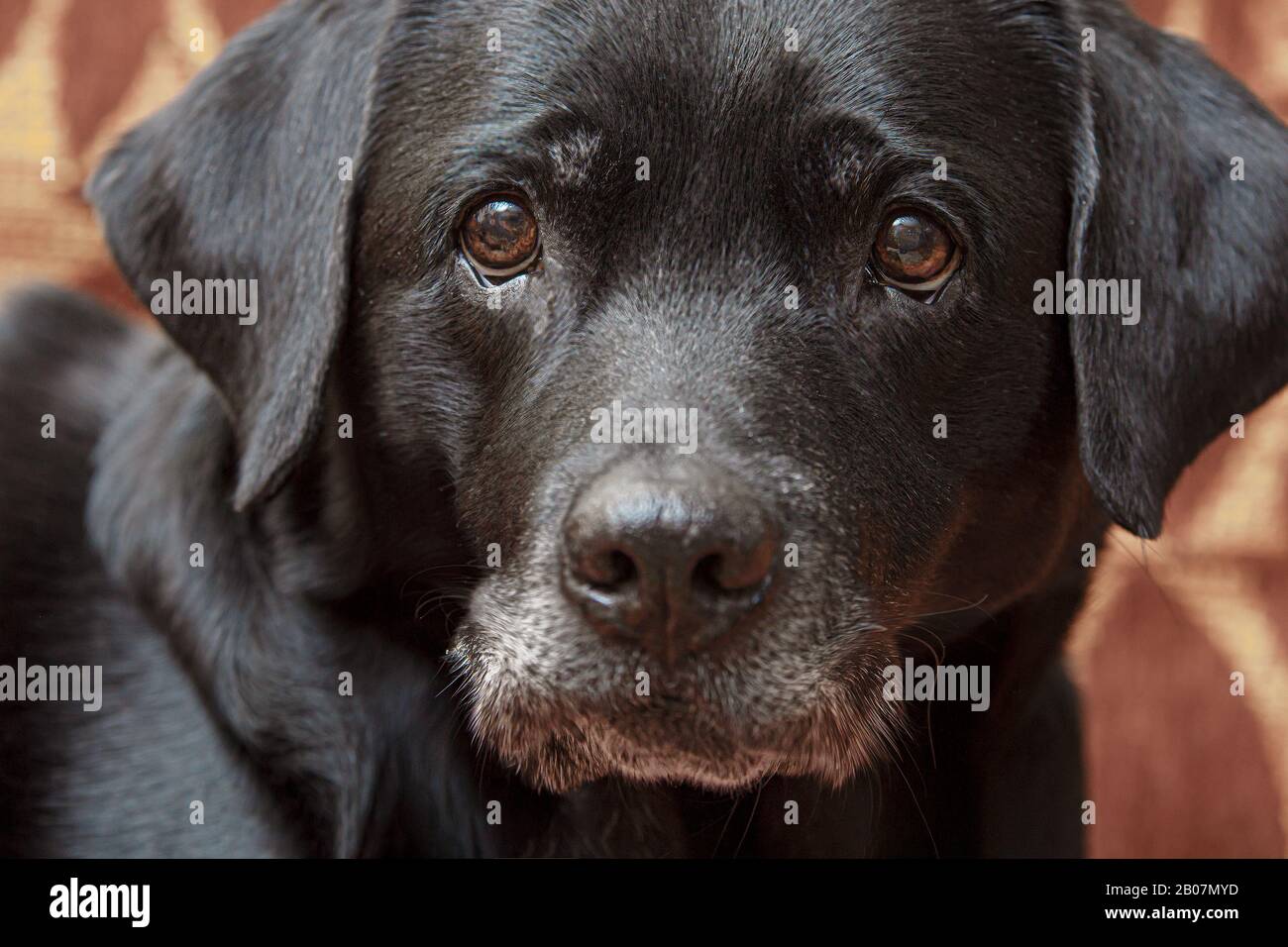 Wise dog. Portrait of a black labrador dog Stock Photo - Alamy