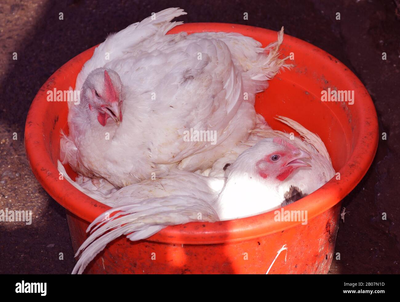 Desi murgi hi-res stock photography and images - Alamy