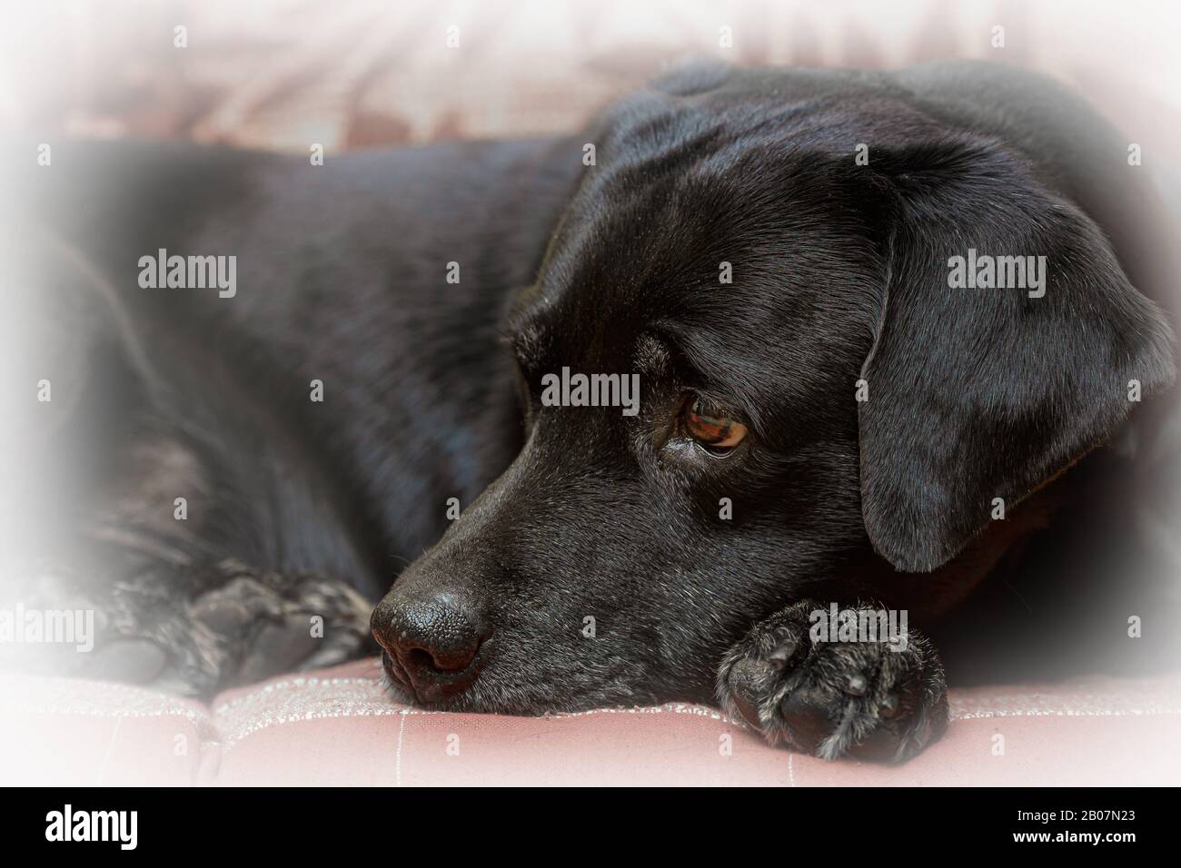 Wise dog. Portrait of a black labrador dog Stock Photo - Alamy