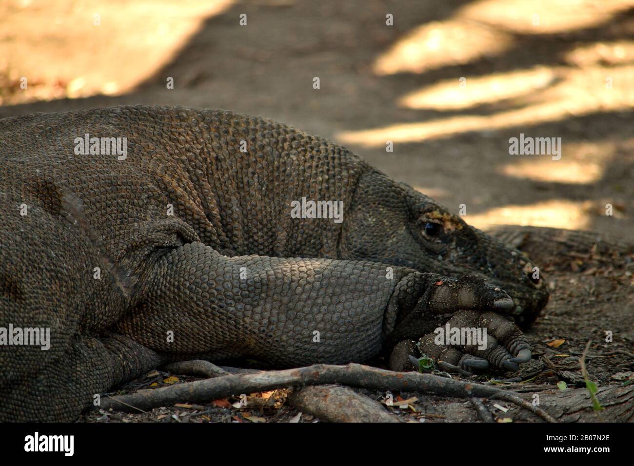 Closeup of a komodo dragon in Komodo National Park Stock Photo - Alamy