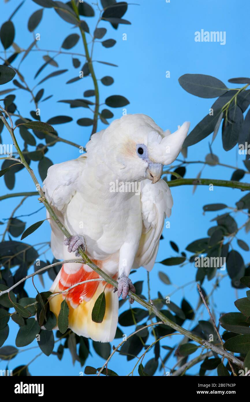 Philippine Cockatoo or Red-Vented Cockatoo, cacatua haematuropygia ...