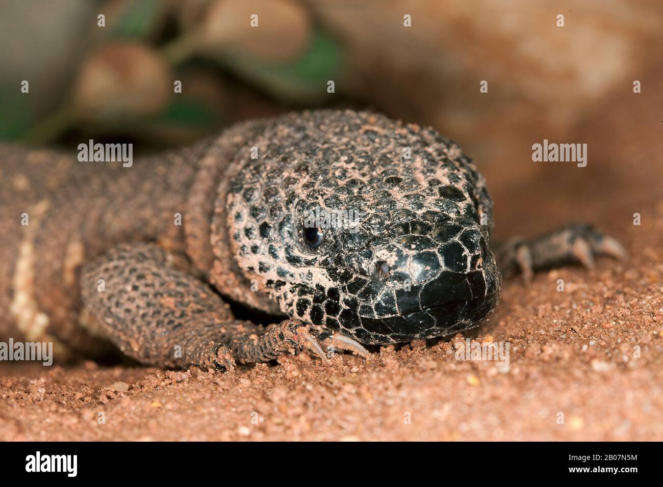 Beaded Lizard, heloderma horridum, a Venomous Specy Stock Photo - Alamy