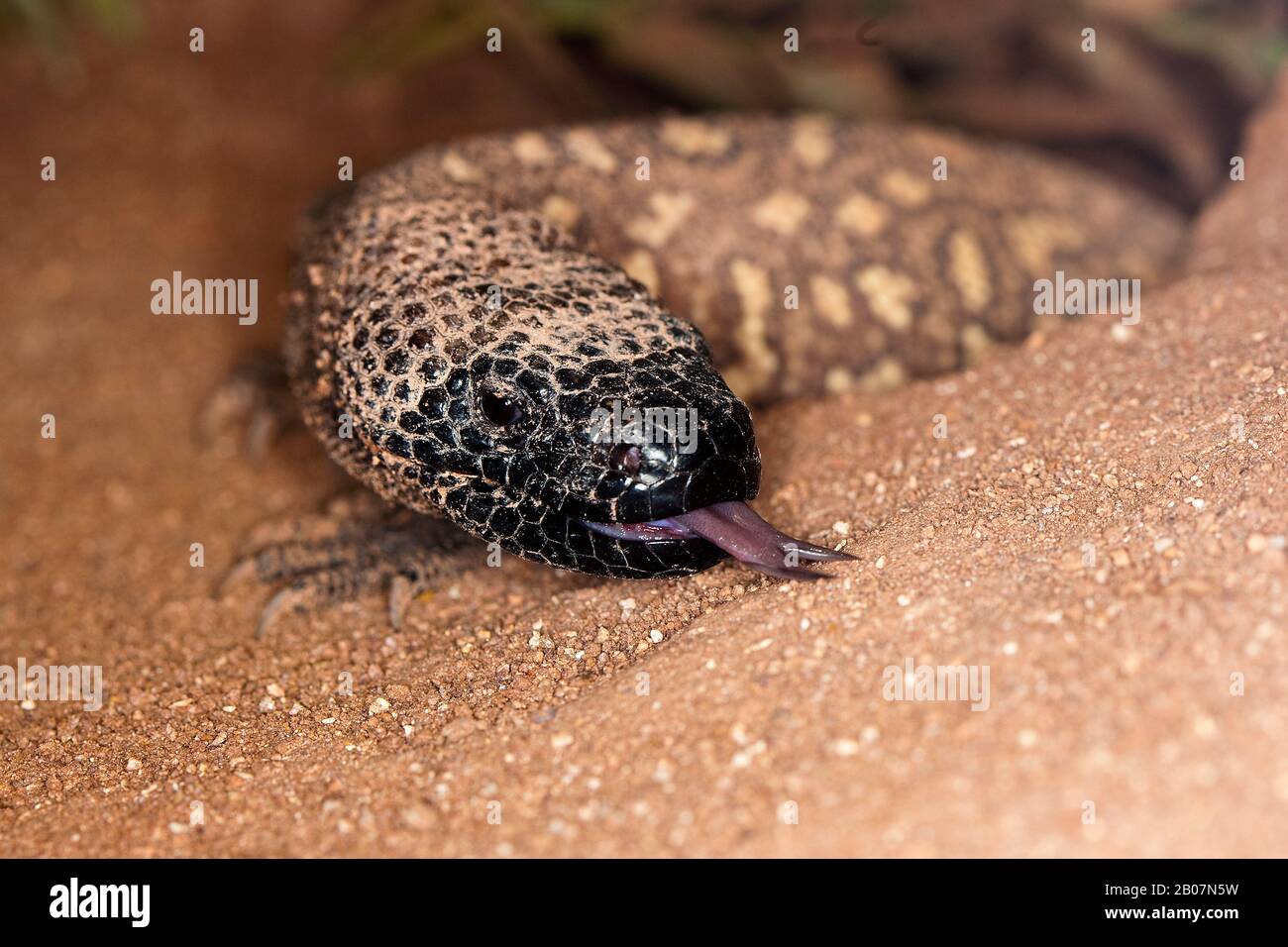 Beaded Lizard, heloderma horridum, Adult with Tongue Out, a Venomous ...
