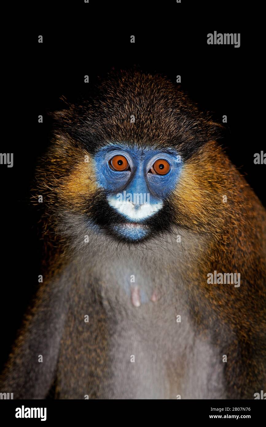 Moustached Monkey or Mustached Monkey, cercopithecus cephus, Portrait ...