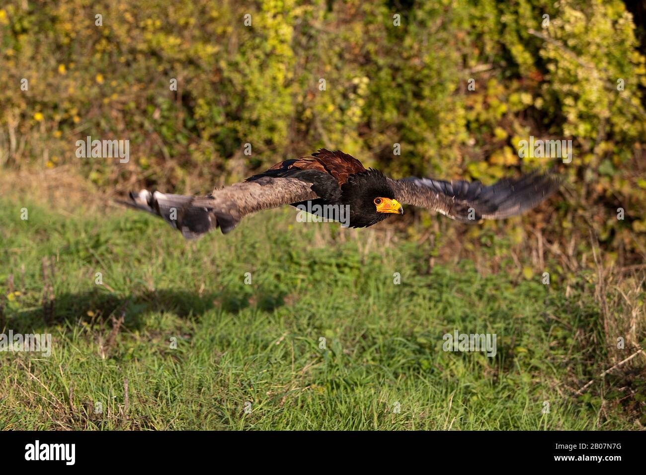 Bateleur eagle flying hi-res stock photography and images - Alamy