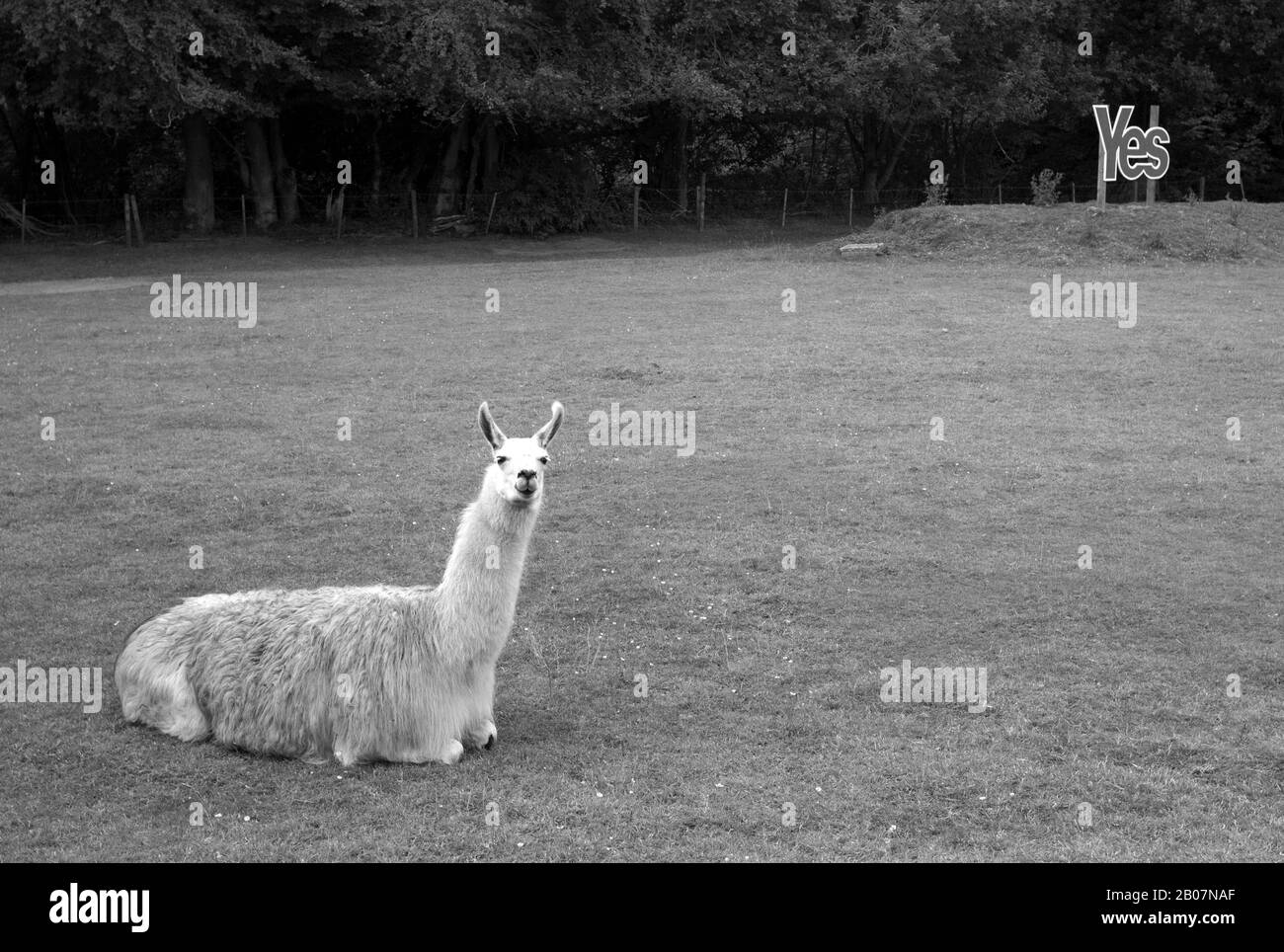 Yes street Black and White Stock Photos & Images - Alamy