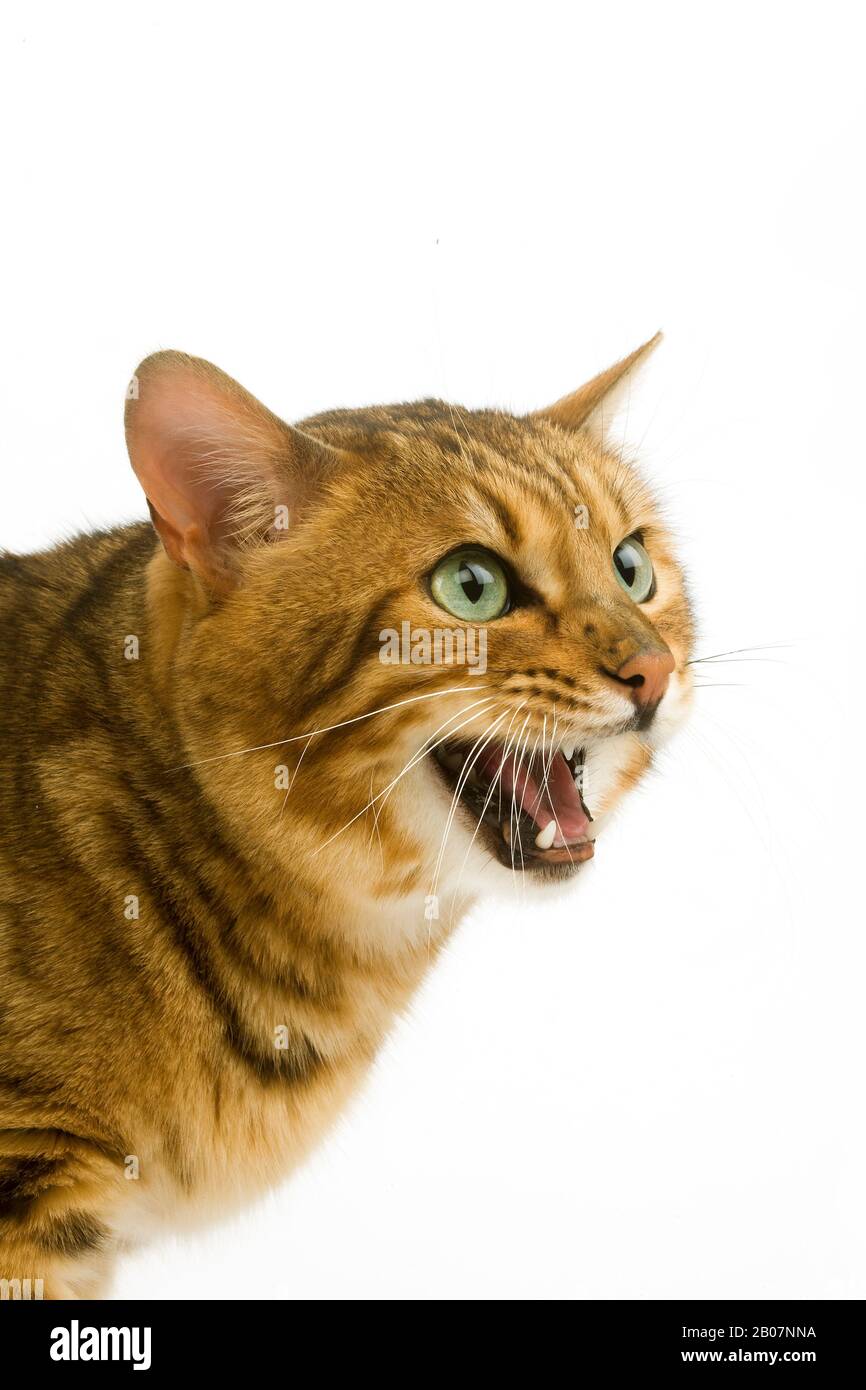 Snarling Backgrounds