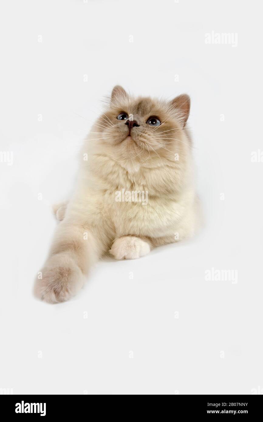 Birmanese domestic cat hi-res stock photography and images - Alamy