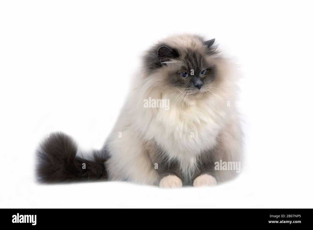 Blue Birmanese Domestic Cat against White Background Stock Photo - Alamy
