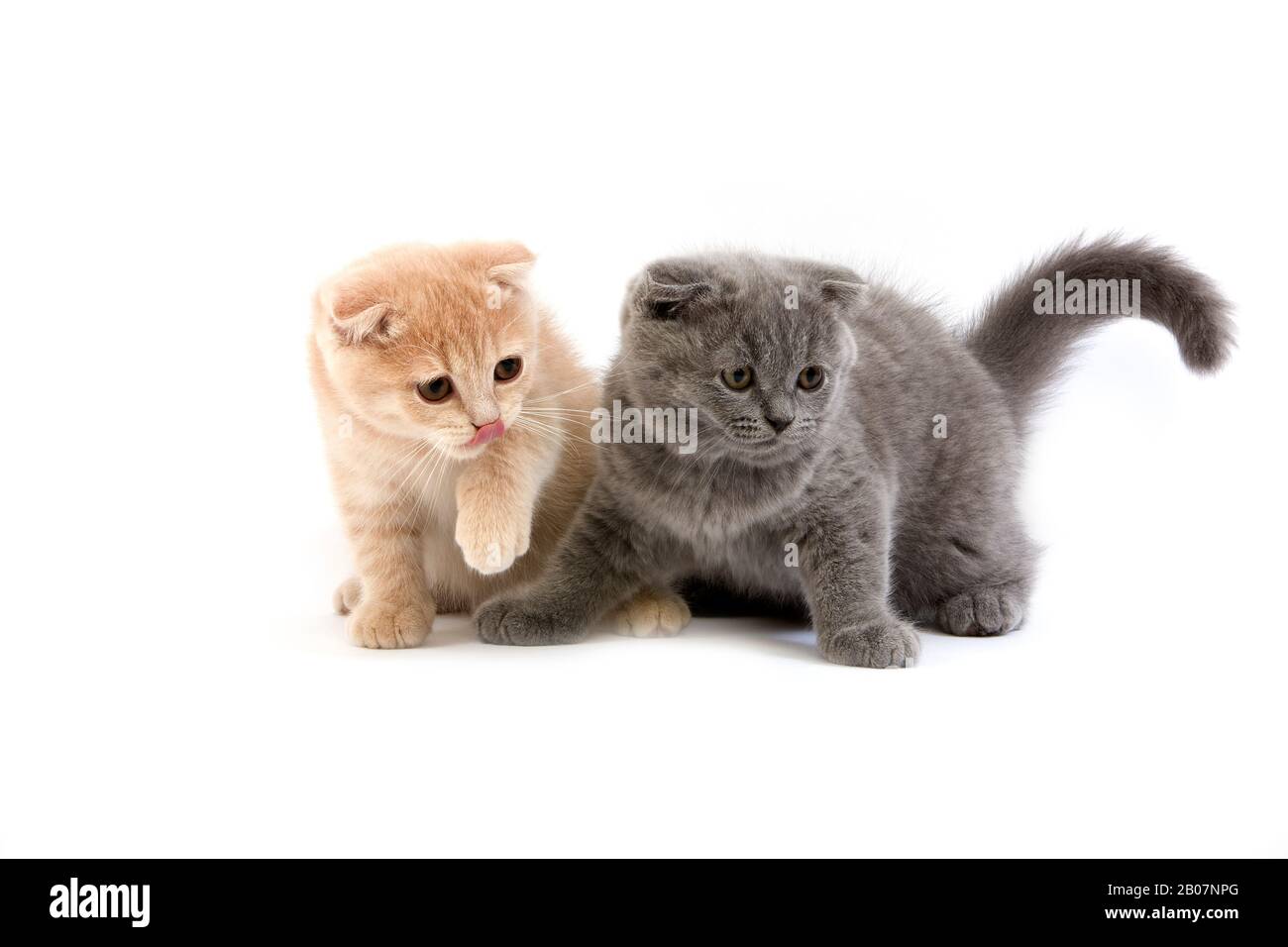 Cream Scottish Fold and Blue Scottish Fold Domestic Cat, 2 months old ...
