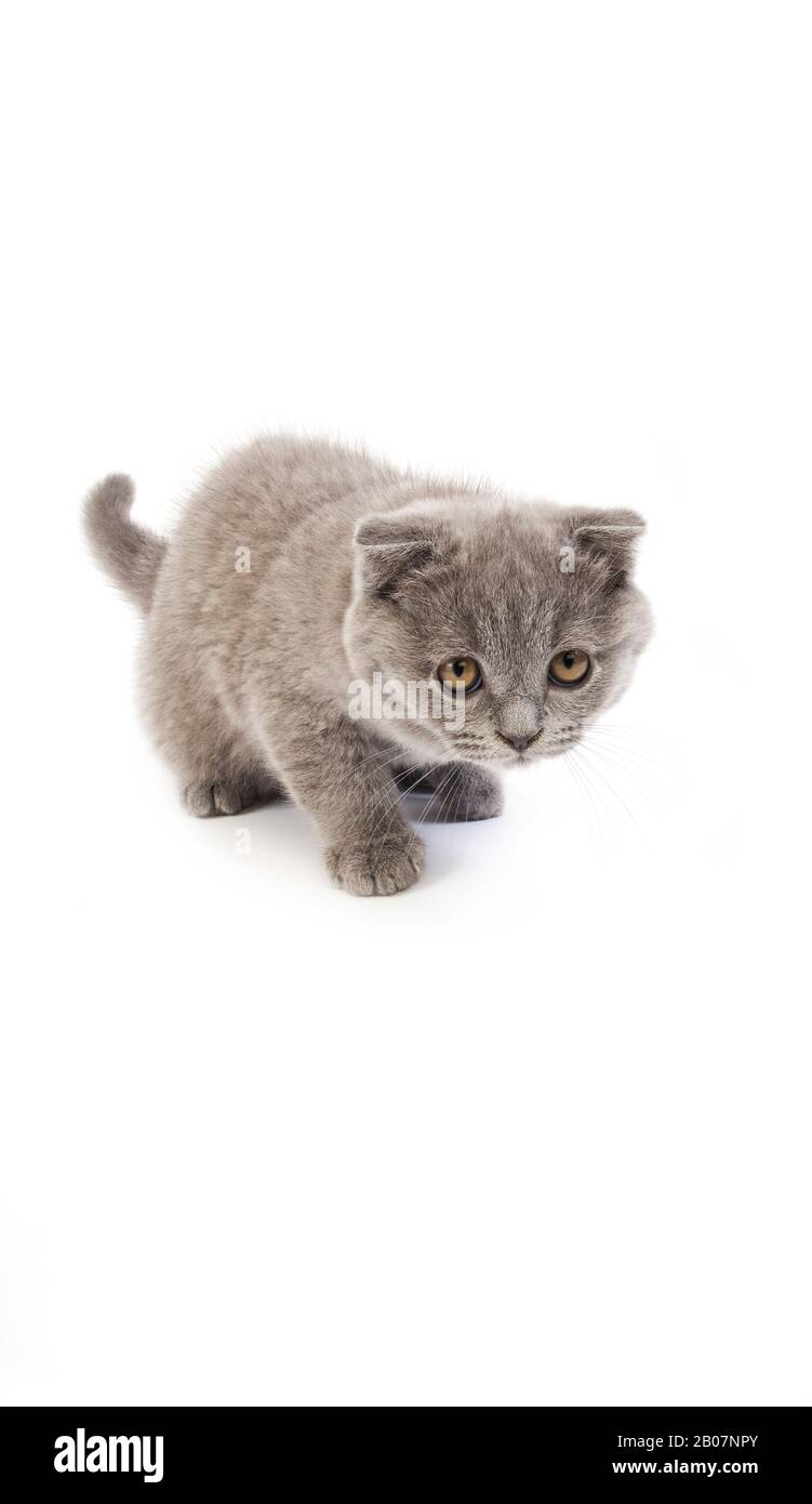 Blue Scottish Fold Domestic Cat, 2 months old Kitten standing against ...