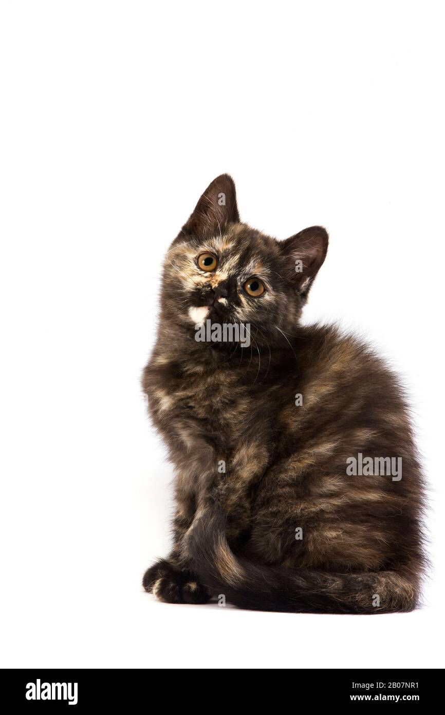Black Tortoise-shell British Shorthair Domestic Cat, 2 Months old ...