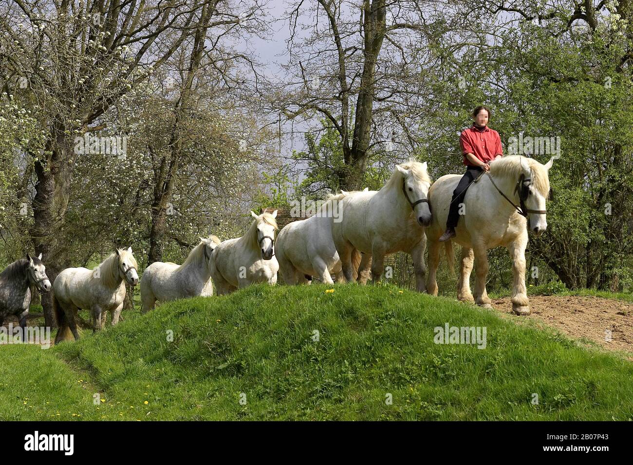 Percheron Draft Horses, a French Breed, Walking on Line Stock Photo - Alamy