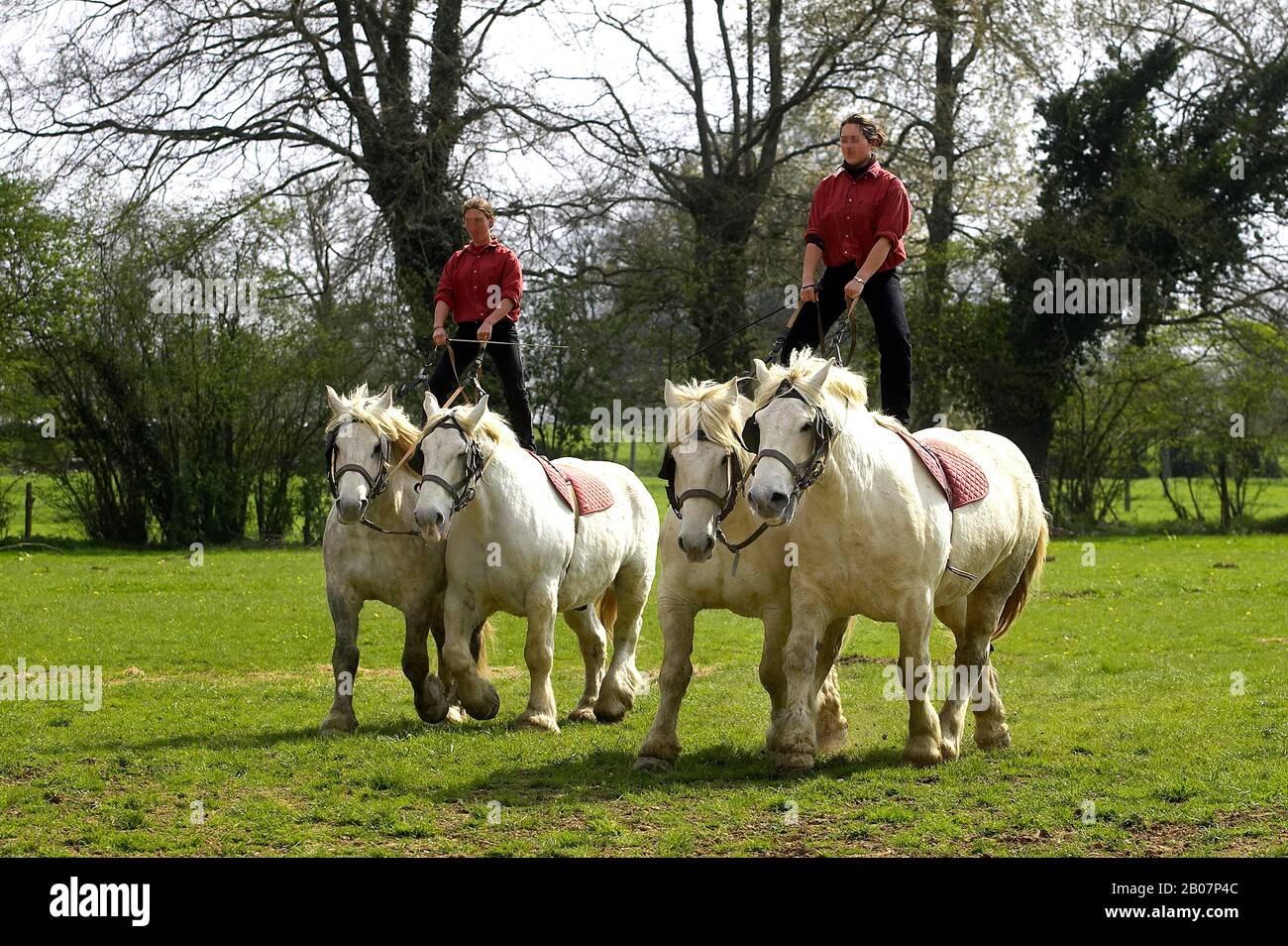Percheron Draft Horses, a French Breed, Training for Equestrian Show ...