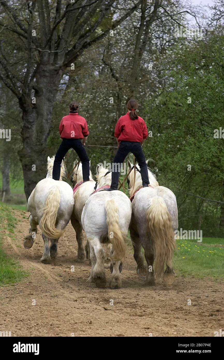 Draft horse rear view hi-res stock photography and images - Alamy