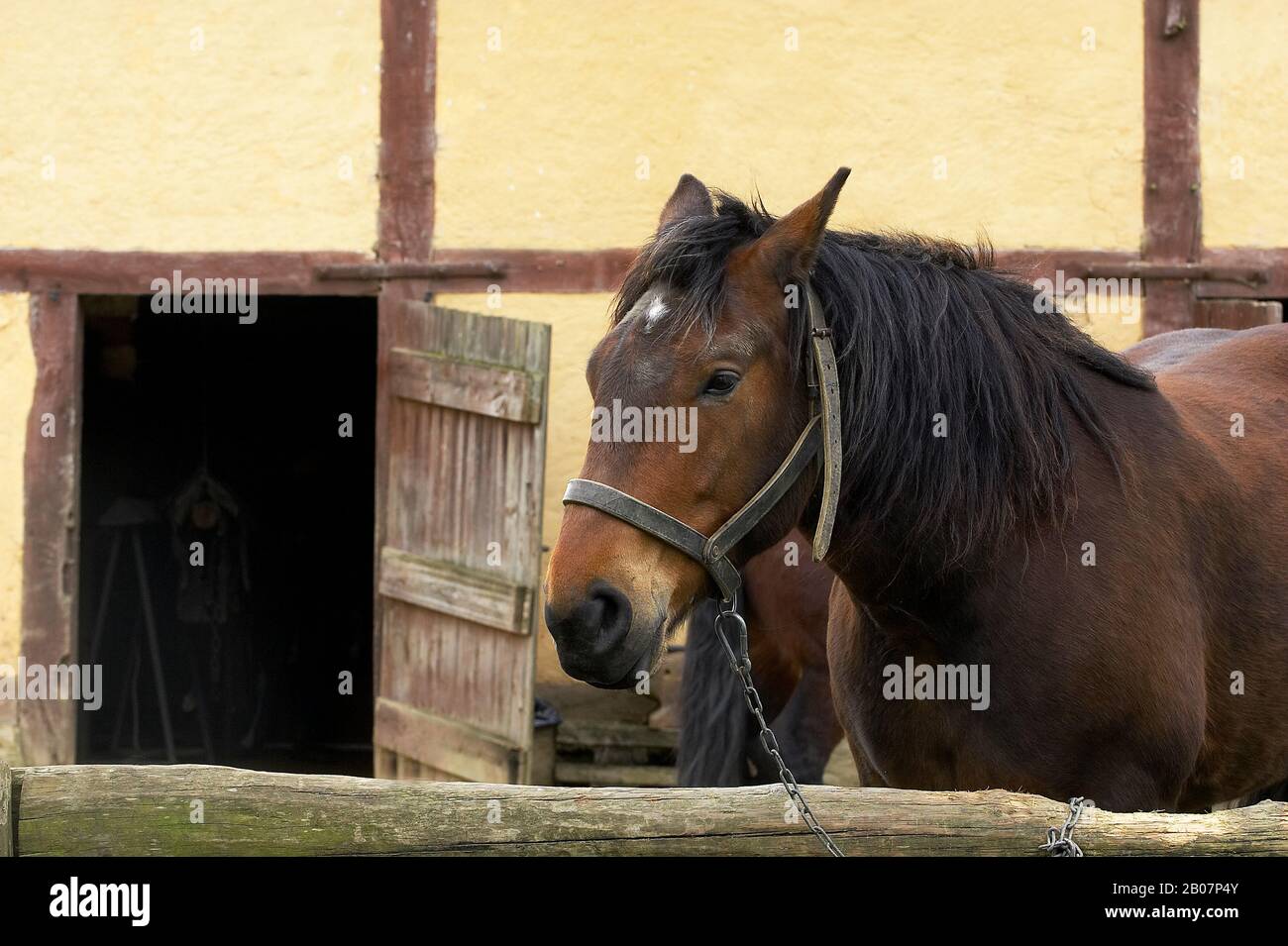 Norman cob horse hi-res stock photography and images - Alamy