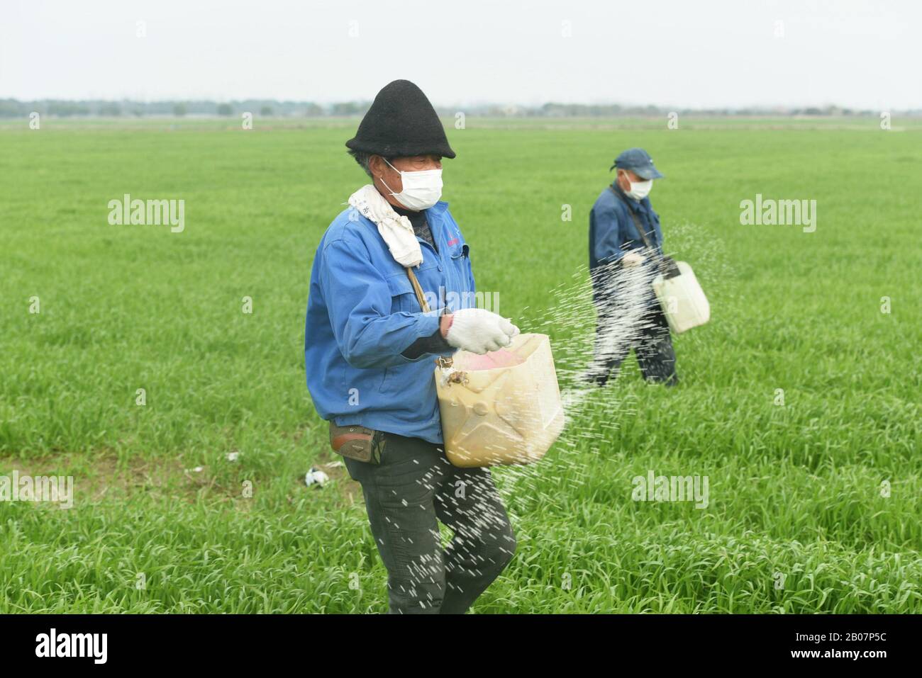 February 19, 2020, Zhejiang, Zhejiang, China: Farmers spread ecological ...
