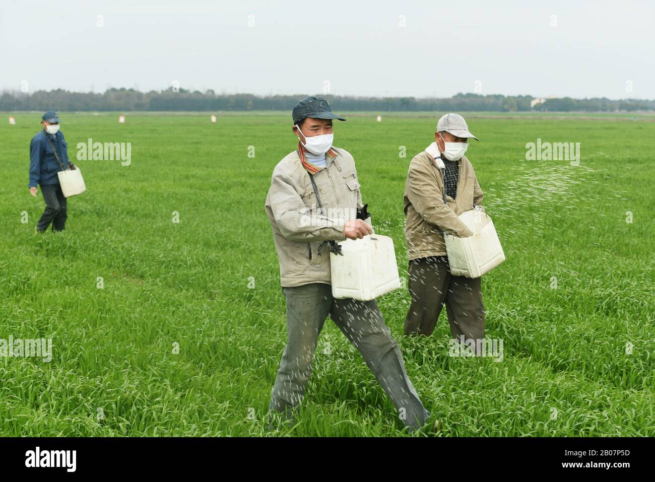 February 19, 2020, Zhejiang, Zhejiang, China: Farmers spread ecological ...