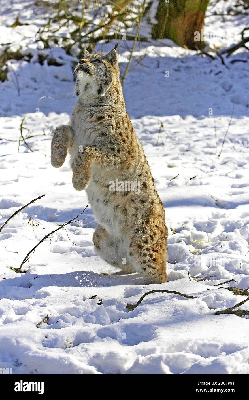 European Lynx, felis lynx, Adult standing on Hind Legs, Hunting Stock ...