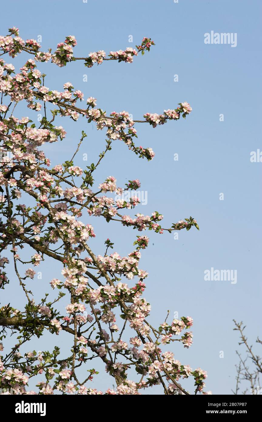 Apple orchard normandy hi-res stock photography and images - Alamy