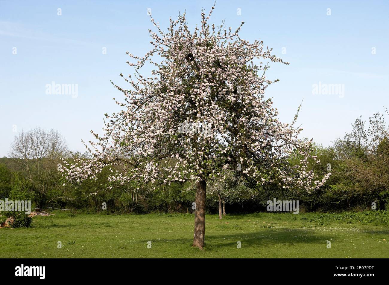 Blooming Cider Apple Tree, malus domestica, Normandy Stock Photo - Alamy