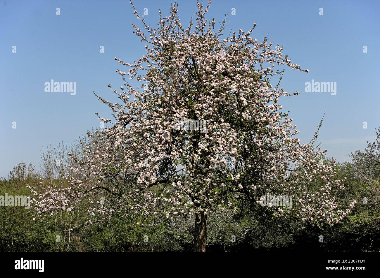 Blooming Cider Apple Tree, malus domestica, Normandy Stock Photo - Alamy