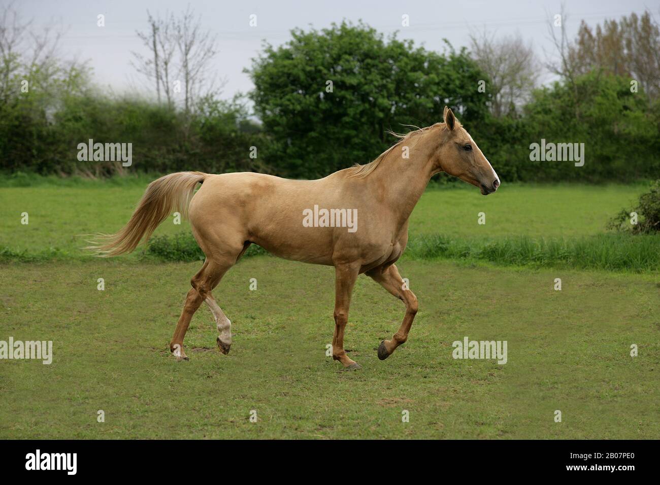 Akhal Teke, Horse Breed from Turkmenistan, Mare Stock Photo - Alamy