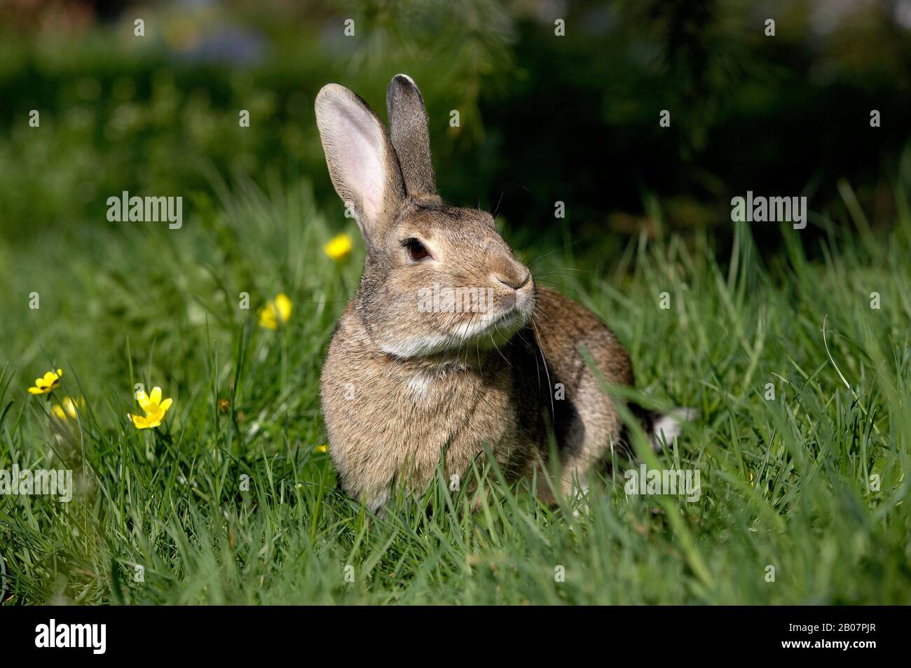 European Rabbit or Wild Rabbit, oryctolagus cuniculus, Adult with ...