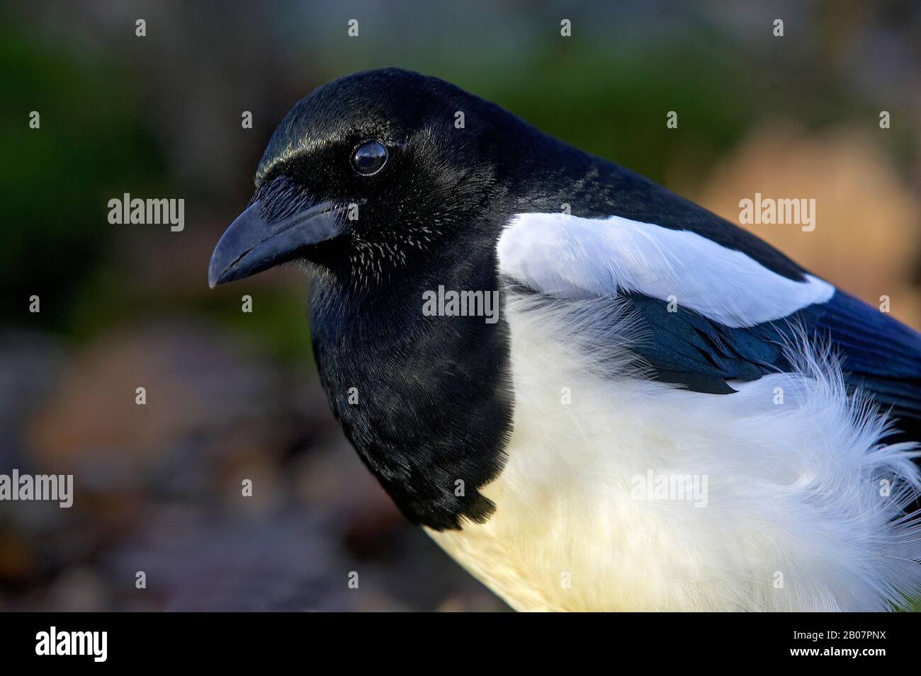 Black Billed Magpie or European Magpie, pica pica, Normandy Stock Photo ...