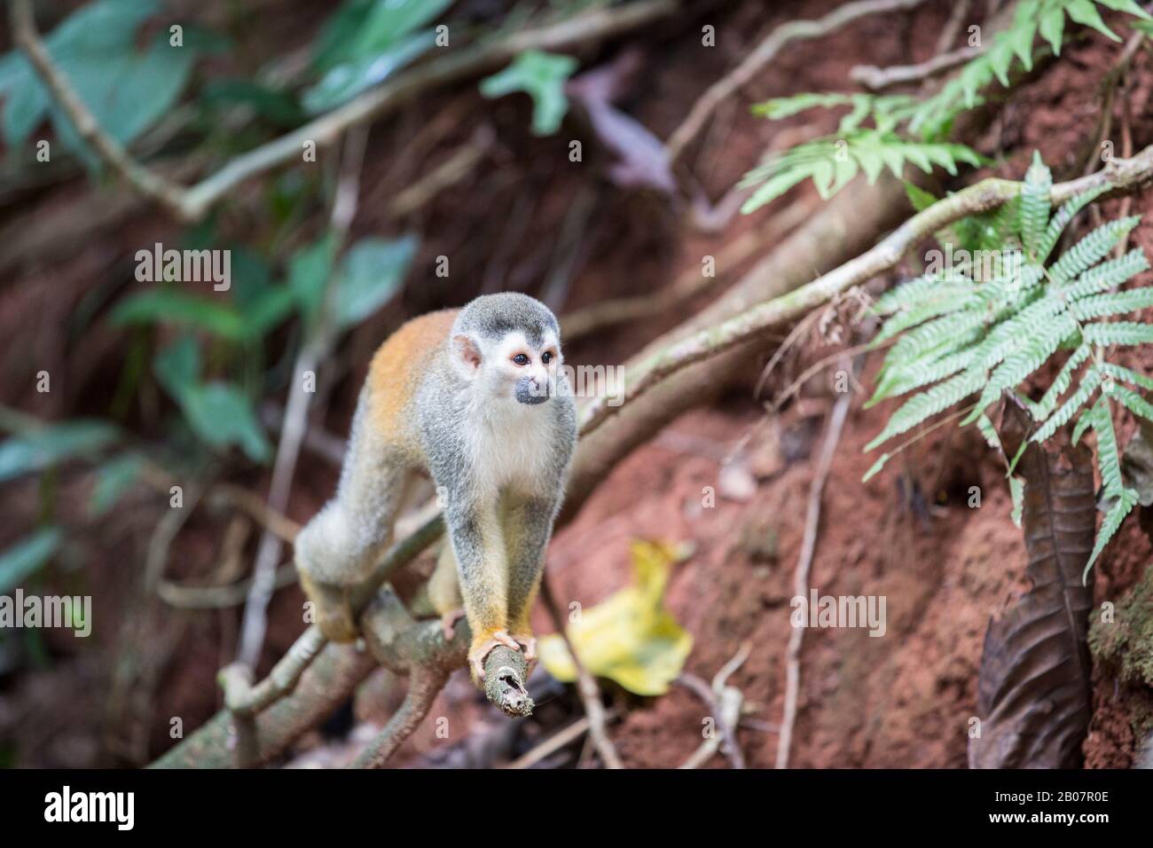Spider monkey tail hi-res stock photography and images - Alamy
