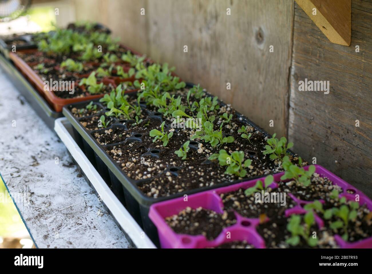 Young veggie starts in a greenhouse Stock Photo - Alamy