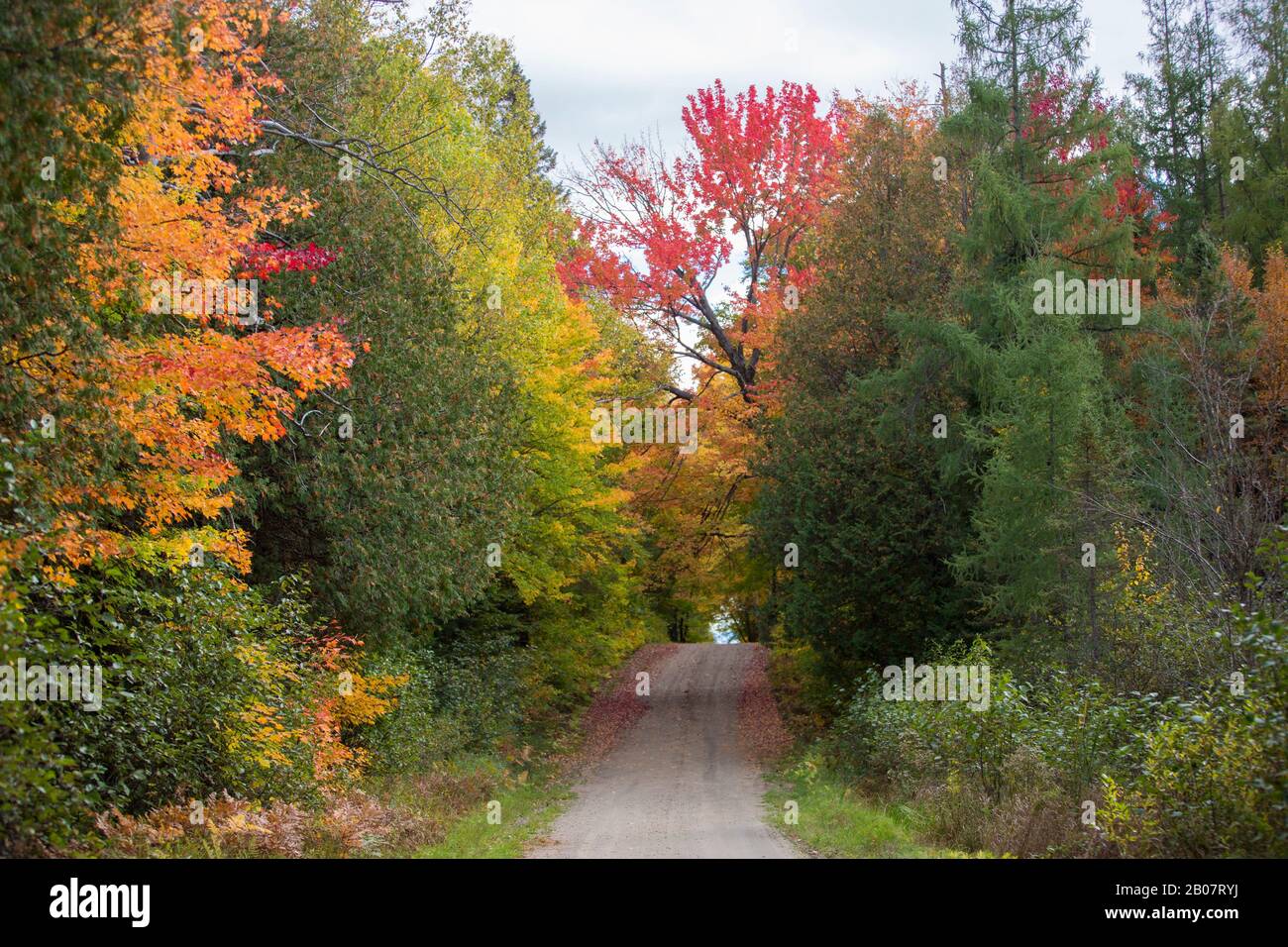 Maple trees changing color in Ontario, Canada Stock Photo - Alamy