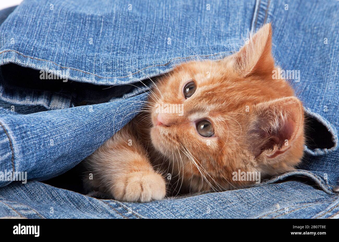 Tabby kitten in jeans hi-res stock photography and images - Alamy