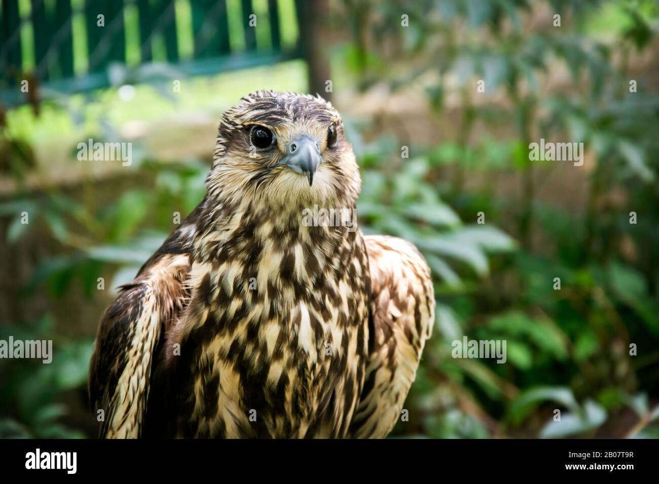 Falcon portrait close up. Birds of prey in nature Stock Photo - Alamy