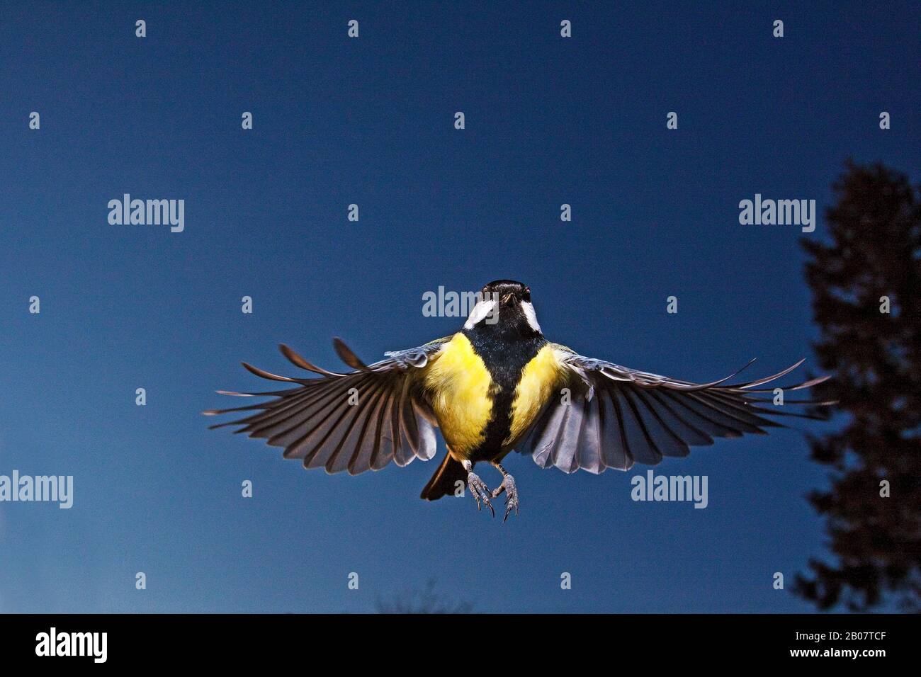 Great Tit, parus major, Male in Flight, Normandy Stock Photo - Alamy