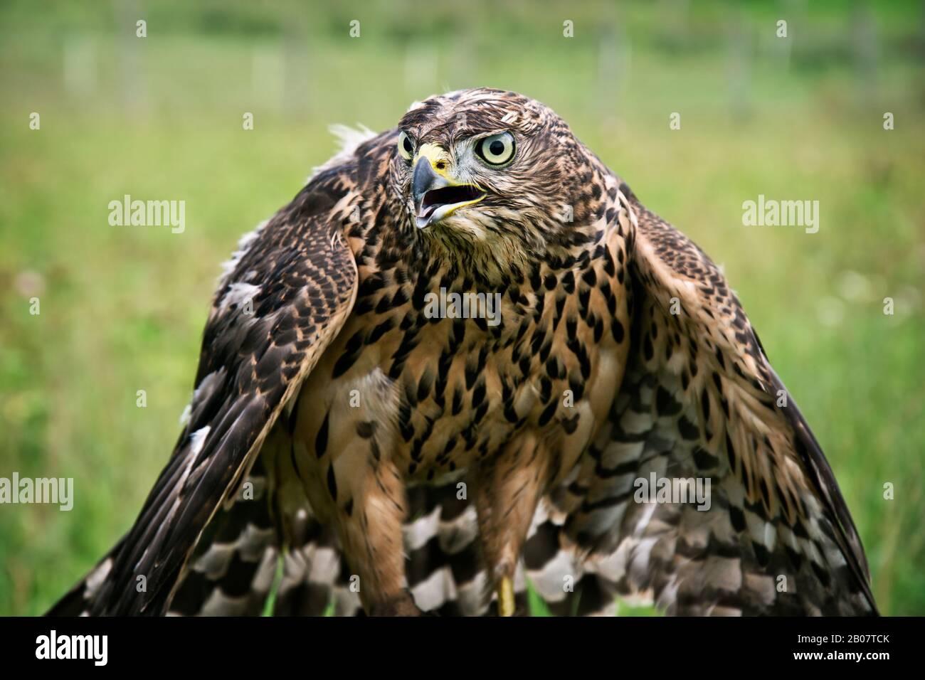 Hawk portrait. Birds of prey in nature Stock Photo - Alamy