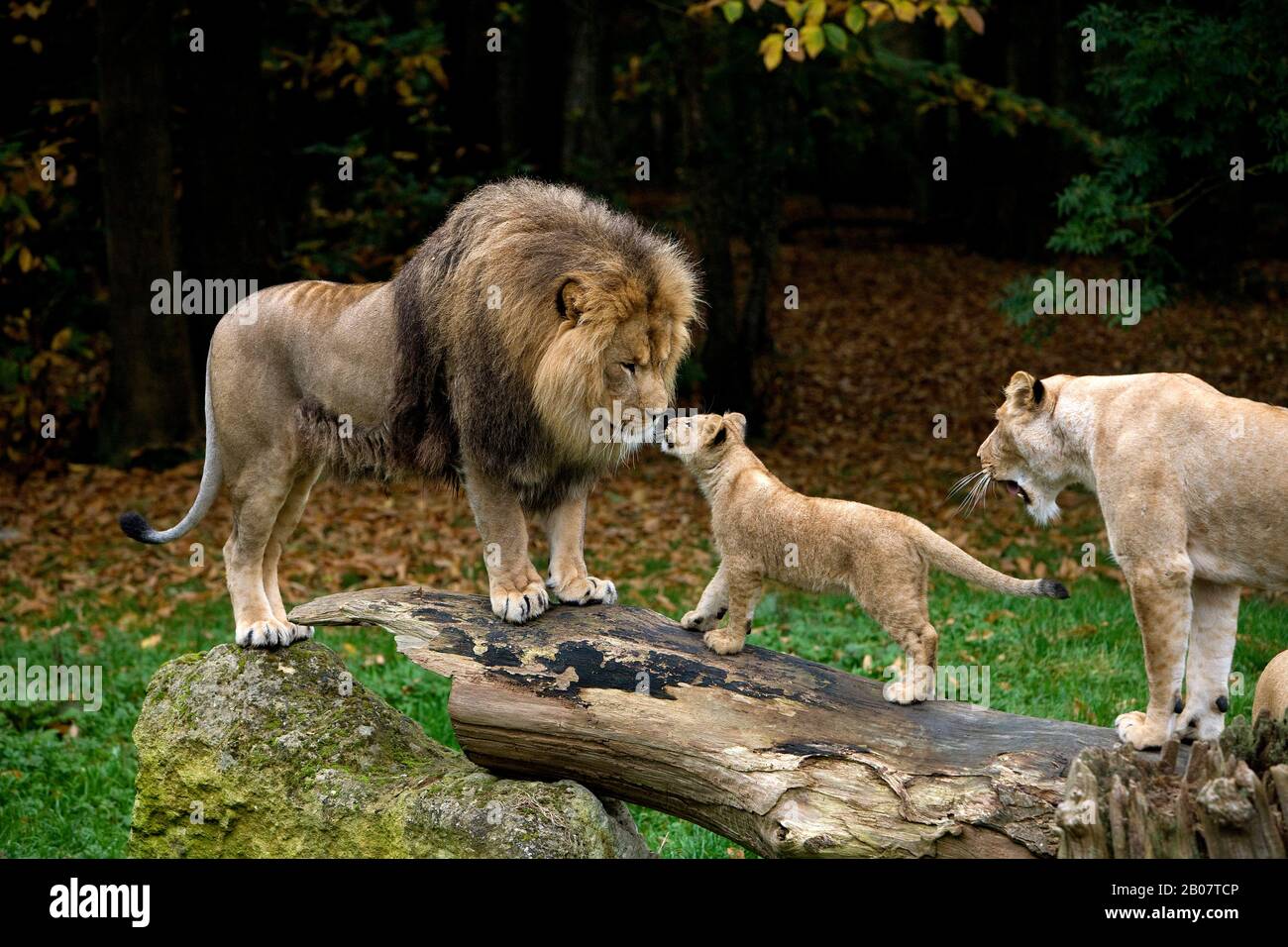 African Lion, panthera leo Stock Photo - Alamy