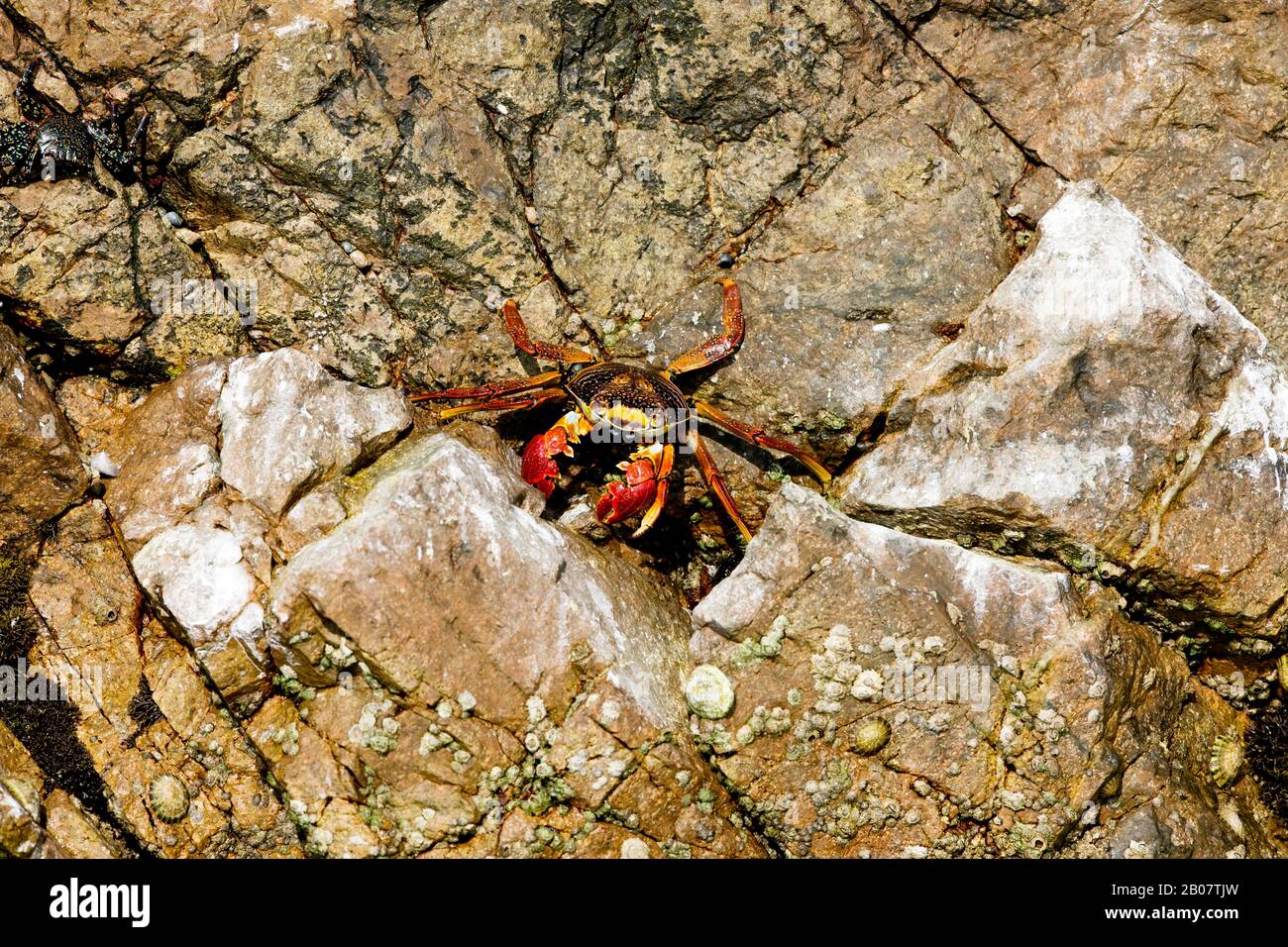 Crab In Peru High Resolution Stock Photography and Images - Alamy