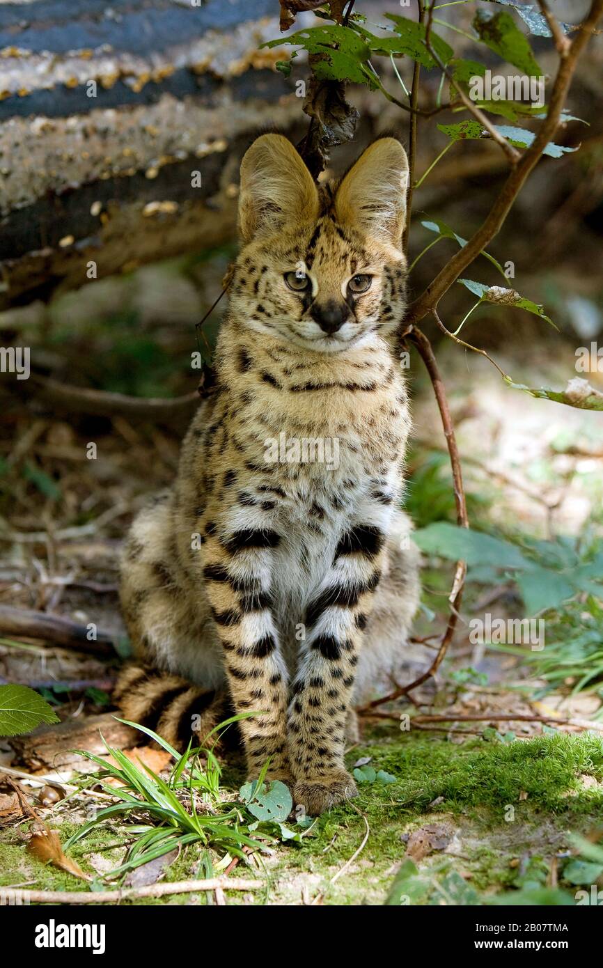 Serval hi-res stock photography and images - Alamy