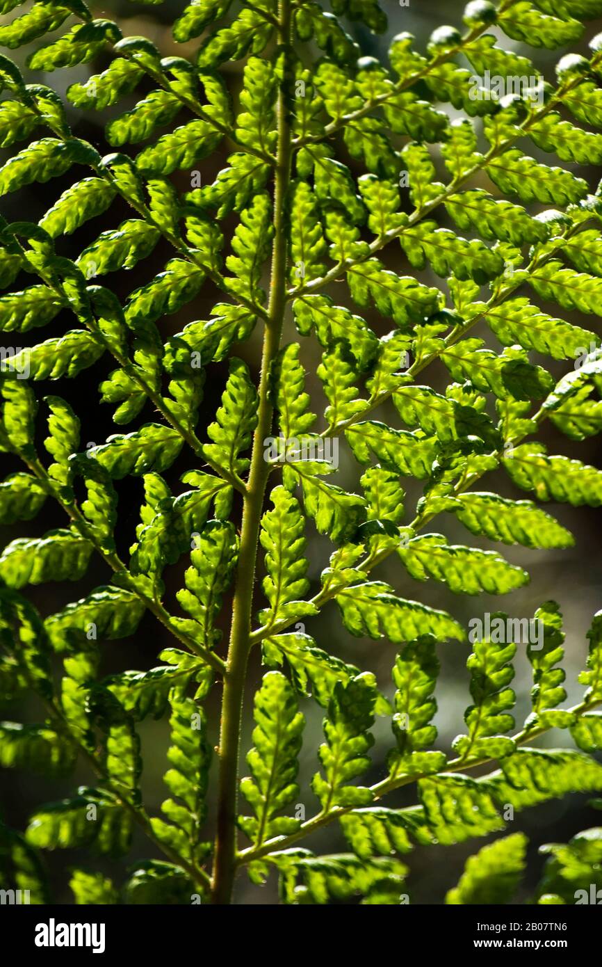 Bracken Fern, pteridium aquilinum Stock Photo - Alamy