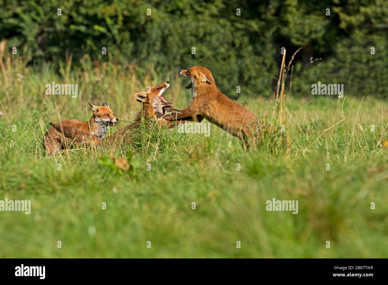 Red Fox, vulpes vulpes, Adults Fighting, Normandy Stock Photo - Alamy