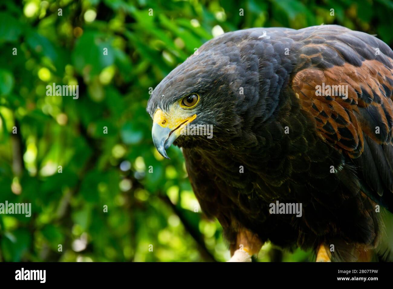 Harris hawk close up portrait. Birds of prey in nature Stock Photo - Alamy
